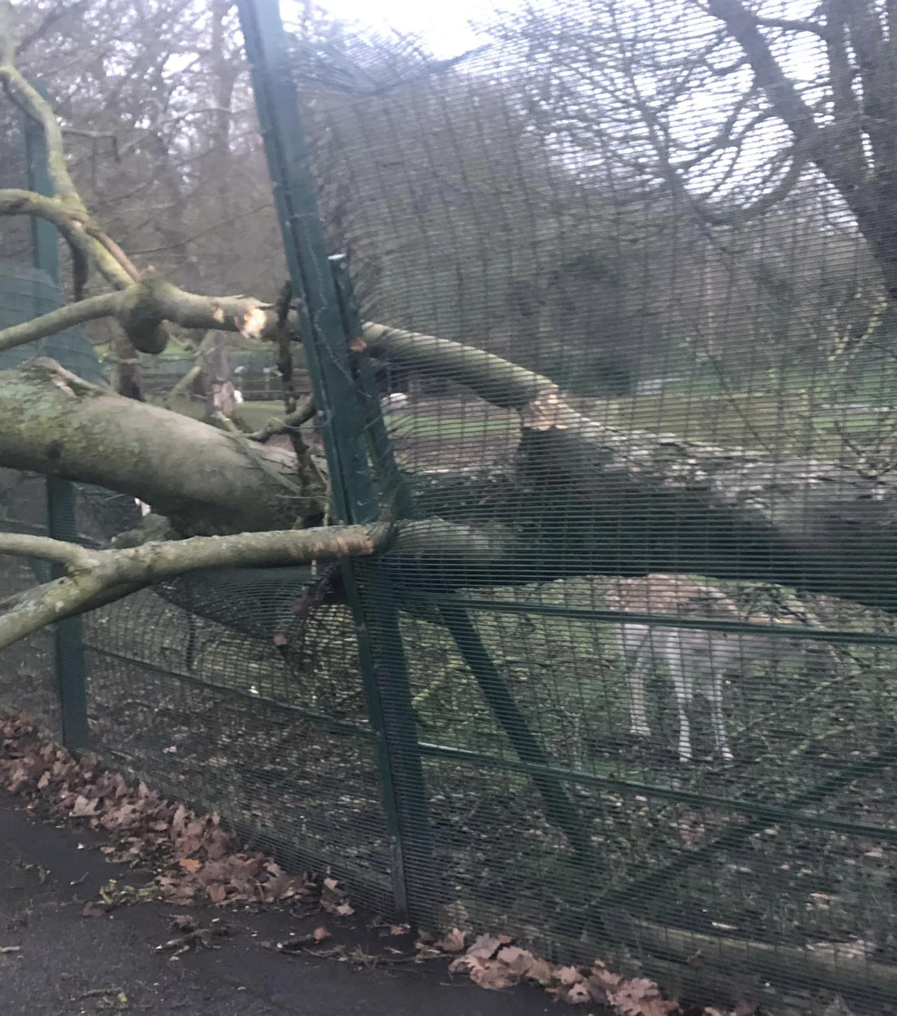 Photos from the Storms (click for photos) – Friends Of Maryon Park and ...